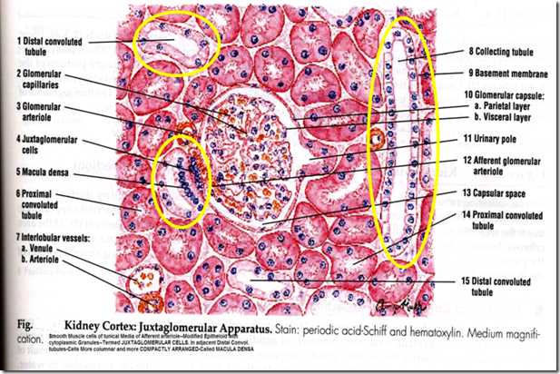 Juxtaglomerular Cells Histology